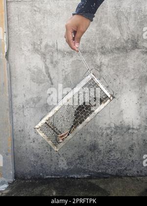 Rats stuck in a cage Rats in the house Stock Photo - Alamy