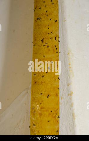 Adhesive fly tape Stock Photo - Alamy