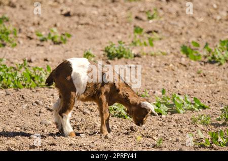 Kid of goat eating roots Stock Photo - Alamy