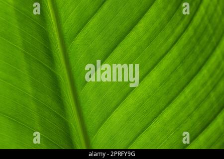 Green leave texture pattern close up Stock Photo - Alamy