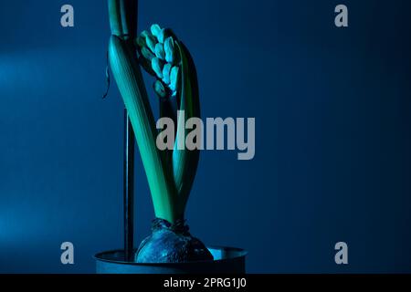 Germinated hyacinth bulb. sprout of the houseplant Stock Photo - Alamy