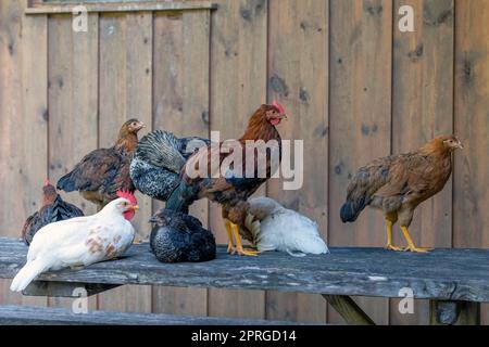 Free range chickens on a German farm in the summer Stock Photo - Alamy