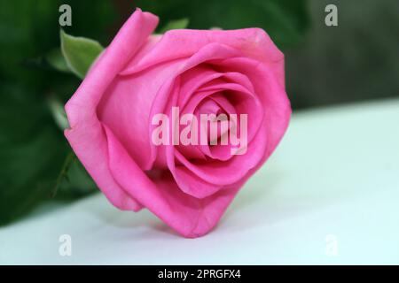 A closeup of a pink rose against blurred background Stock Photo - Alamy