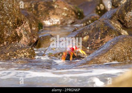 Crab jumping from a rock Stock Photo - Alamy