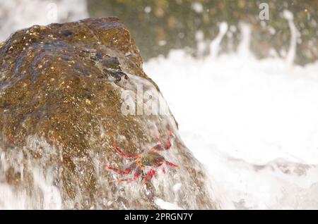 Crab under the splash of a wave Stock Photo - Alamy