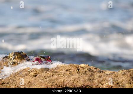 Crab and splash of a wave Stock Photo - Alamy