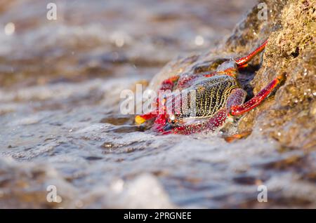 Crab bathed by a wave Stock Photo - Alamy