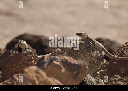 Gran Canaria giant lizards Stock Photo - Alamy