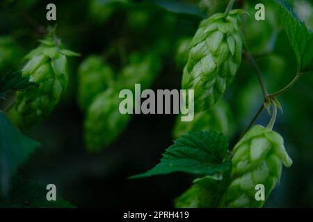 Green hop cones on plantation in sunlight rays Stock Photo - Alamy