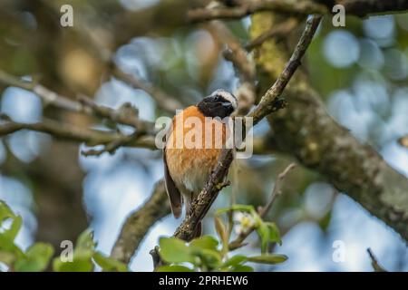 garden redstart, redstarts Stock Photo - Alamy