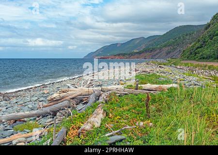 Plants and Driftwood on a Quiet Coast in Cape Breton Highlands National ...