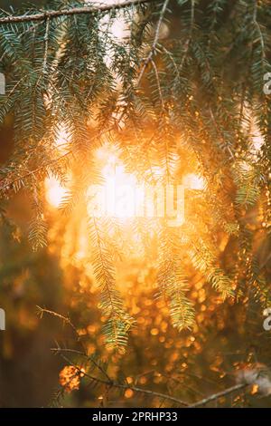 Fir branches in the sunset light. Spruce branches on green background ...