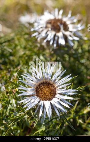 A closeup of blooming Carlina acaulis flower in blurred background ...