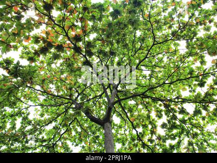 seamless pattern with many big leaves on white and black Stock Photo ...