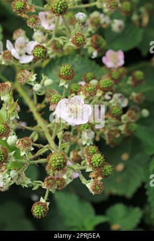 Pink bramble flowers in close up Stock Photo - Alamy