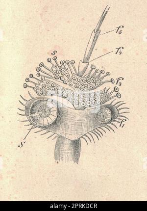 Leg of a male Great Diving beetle. Macrophotograph of the modified ...