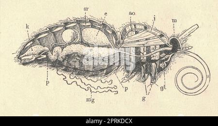 Vintage illustration of the butterfly digestive system, strongly ...