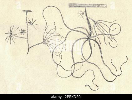 Antique engraved illustration of the hydra. Vintage illustration of the ...