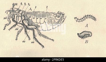 Antique engraved illustration of the human flea metamorphosis. Vintage ...