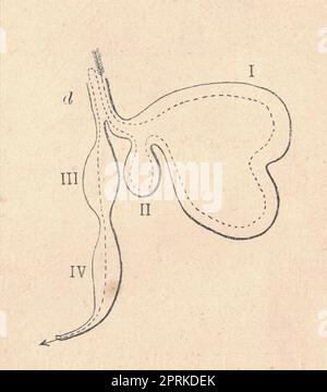 Antique engraved illustration of the ruminant digestive system. Vintage ...