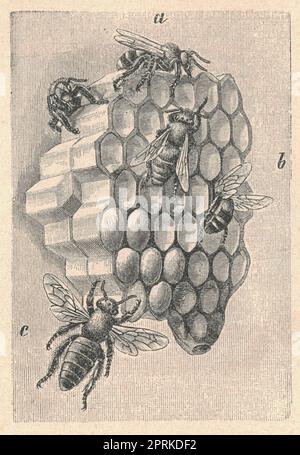 Antique engraved illustration of the western honey bee. Vintage ...