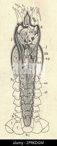 Antique engraved illustration of the crayfish (body parts). Vintage ...