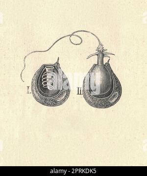 Antique engraved illustration of the hydra. Vintage illustration of the ...