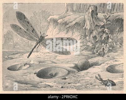 Antique engraved illustration of the antlion. Vintage illustration of ...