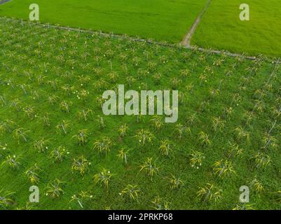 Top down view of dragon fruit field Stock Photo - Alamy