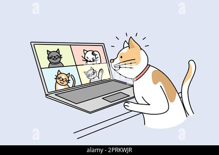 Cute cat talk on video call with cats on computer. Pet have webcam ...