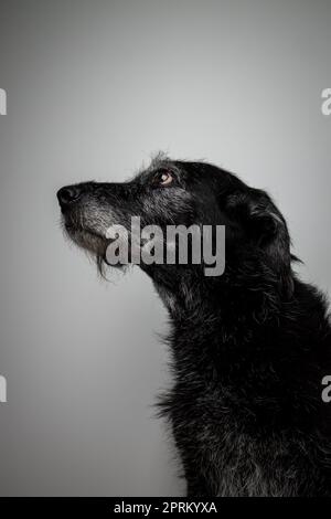Black dog portrait - fading memory of an awesome friend Stock Photo - Alamy