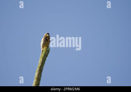 Corn bunting Emberiza calandra surrounded by flying insects. The Nublo ...