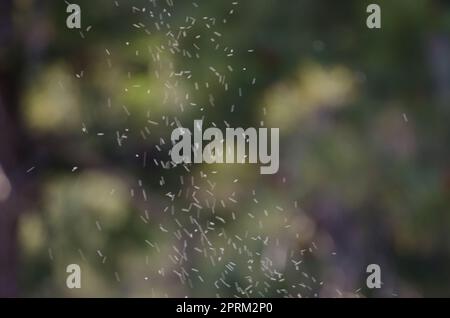 Flying insects in the air. The Nublo Rural Park. Tejeda. Gran Canaria ...