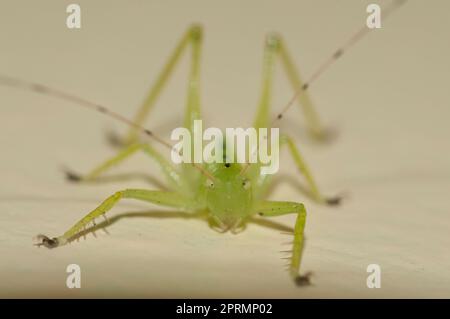 Katydid, Tettigoniidae Family, Klungkung, Bali, Indonesia Stock Photo ...