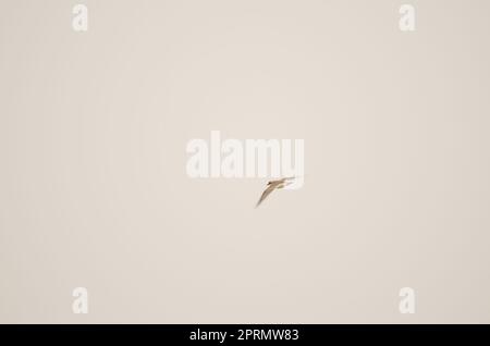A Little Ringed Plover in flight on the beach, sunny day in summer ...