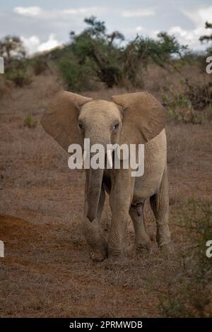 African bush elephant approaches camera raising foot Stock Photo - Alamy