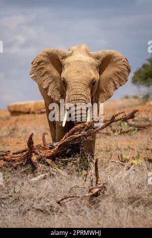 African bush elephant stands breaking down tree Stock Photo - Alamy