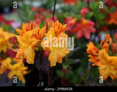 Beautiful blooming yellow azalea flowers in garden Stock Photo - Alamy