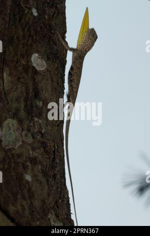 Flying Lizard, Draco volans, flying with extended patagium through air ...