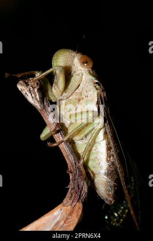 Cicada. Side view of a cicada (family Cicadidae). Specimen obtained ...