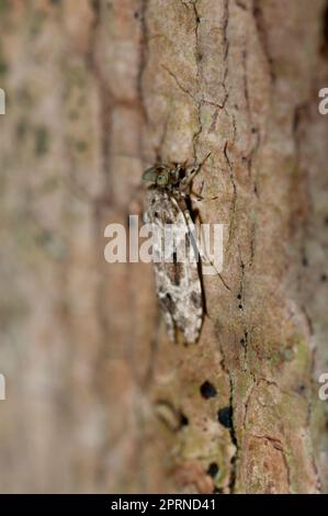Bark Lice, Lepidopsocidae Family, camouflaged on tree bark, Klungkung ...