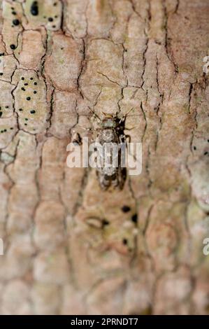 Bark-lice (Psocoptera) on a tree in rainforest Peru Stock Photo - Alamy