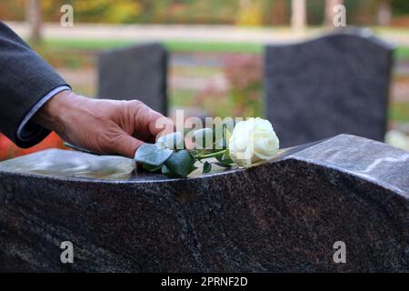 Eine weiße Rose als Zeichen der Trauer Stock Photo - Alamy