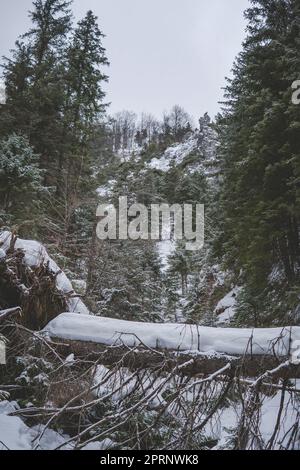 Fallen tree inside of Strazyska Valley in Tatra mountains during winter ...