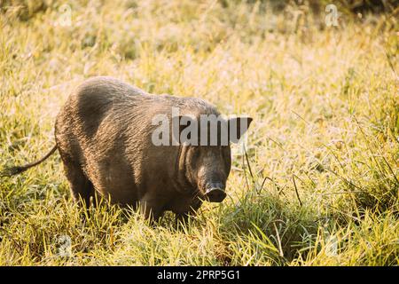 Pig farming raising and breeding of domestic pigs Stock Photo - Alamy