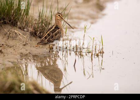 Common snipe sitting on a riverbank with reflection in water Stock ...