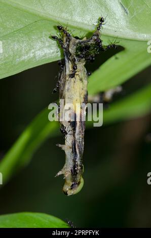Caterpillar, Lepidoptera Order, hanging from leaf and infected with ...
