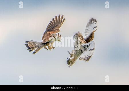 The kestrel held back and waited to attack the owl for the mouse ...