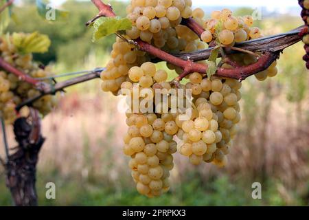 Muller Thurgau grapes on the vine at Bainbridge Island in WA USA Stock ...