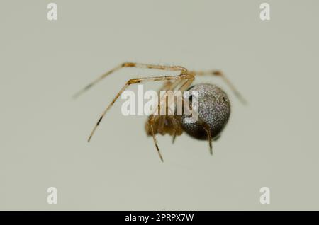 Tangle-web Spider, Theridiidae Family, with insect prey carrying egg ...